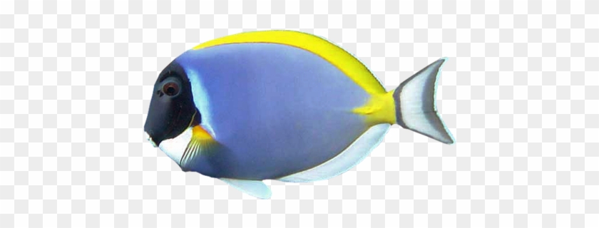 [ Img] - Blue Tang - Free Transparent PNG Clipart Images Download